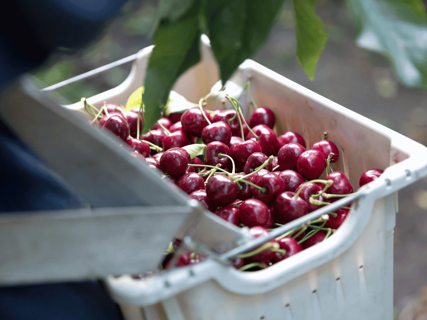 Fruit Stands, Orchards & U-Pick - Okanagan Family Fun